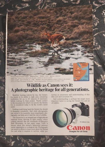 1985 print ad-Canon FD 300mm t/2.8L Camera-Simien Fox Foxes-Wildlife ...