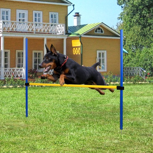 Pet Prime Dog Agility Training Equipment Dog Obstacle Course Backyard ...