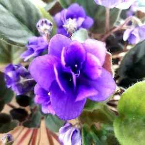 Bloomlovers Violets | eBay Stores