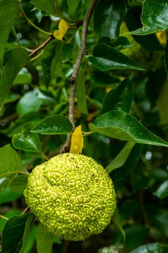 Native Osage Orange bare-root seedlings (maclura pomifera) sapling | eBay