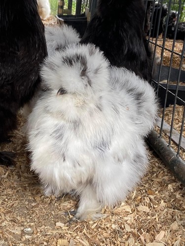 One Dozen (12) Paint Silkie Chicken Hatching Eggs • NPIP • UPS 2 Day ...