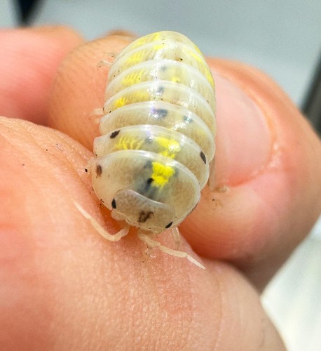 Isopod Factory 15+ Armadillidium Vulgare Japanese Magic Potion Isopods ...