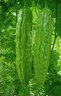 10+Green Skin Long Bitter Gourd seeds Bitter melon Seeds Ku Gua Asian ...