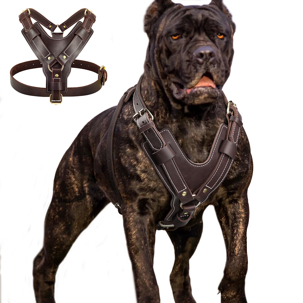 Shorty Rossi Pit Boss