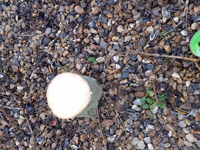 Tree Logs for sale | eBay UK