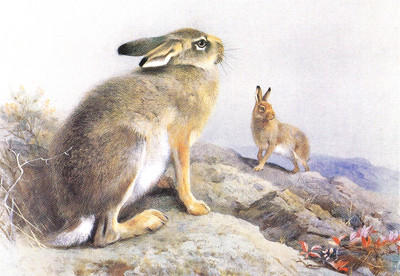 Paintings of Hares in Art Prints for sale | eBay