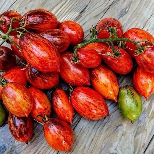 Shadow Boxing Dwarf Paste Sauce Tomato Seeds! Small Plants, Rare And ...