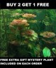 MYRIO FILIGREE BUY 2 GET 1 FREE planted tank aquarium live plant ...