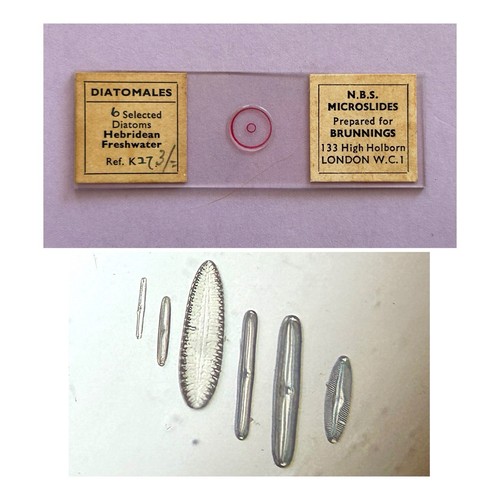Vintage Diatom Microscope Slide. 6 Selected Diatoms Hebridean ...
