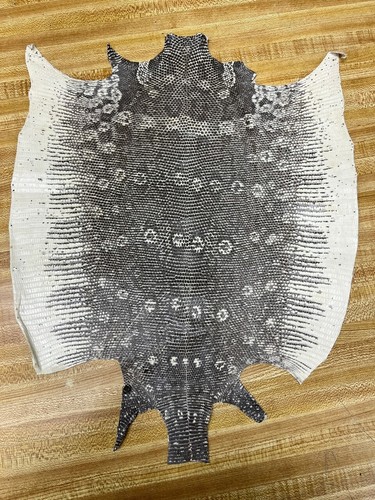 Natural ring lizard skin black and white | eBay