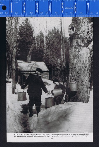 New England Father and Son Gather Sap from a Sugar Maple Tree - 1950s ...