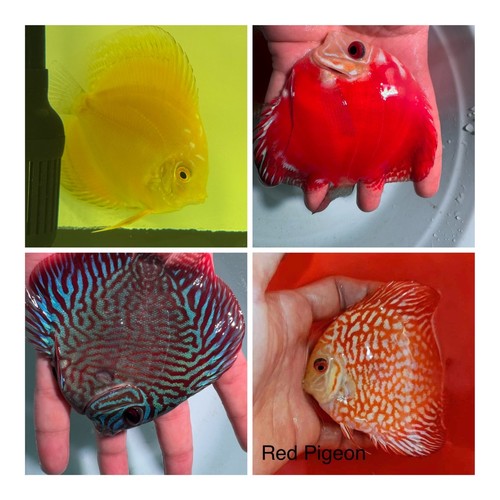 Pack of 4 Live Discus Fish 3.5”-3.75” – Vibrant Aquarium Fish ...