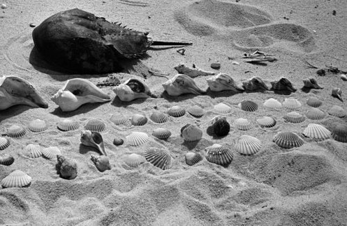 Horseshoe Crab Above A Row Atlantic Fig Snail Shells Arranged Abov- Old ...
