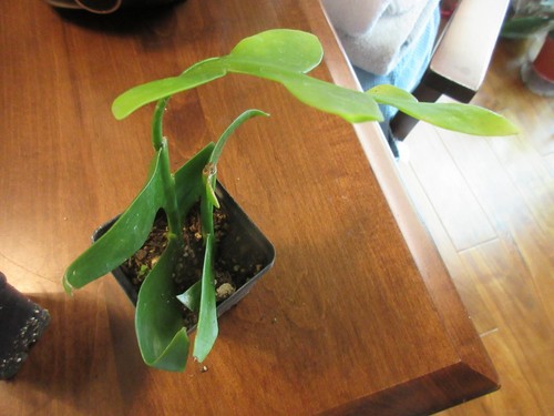 S. chrysocardium 'Shark Tooth Fern' (2 1/4" pot) (SIMILAR) | eBay