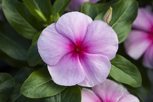 288 VINCA CORA XDR APRICOT Live Plants Plugs Garden Home AV | eBay