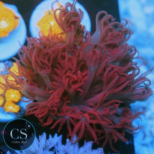 CS RARE RUBY RED PULSING XENIA - WYSIWYG LIVE CORAL | eBay