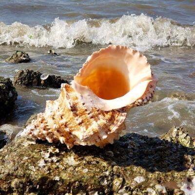 Large Sea Shells for sale | eBay