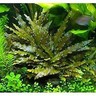 *BUY 2 GET 1 FREE* Cryptocoryne Wendtii Crypt Wendtii Live Aquarium ...