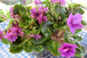 Bloomlovers Violets | eBay Stores