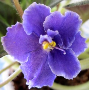 Bloomlovers Violets | eBay Stores