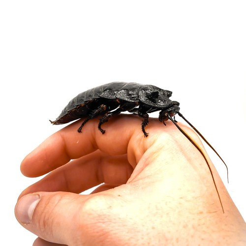 (1 Adult Male) Black Tiger Hissing Cockroach "G. grandidier" | eBay
