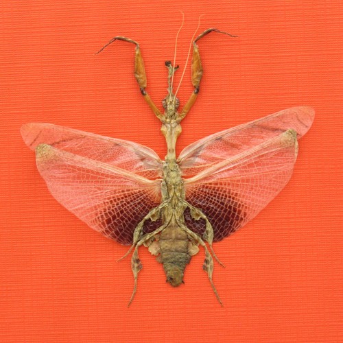 Real mounted Ghost Mantis - Phyllocrania paradoxa - RARE - A1 | eBay