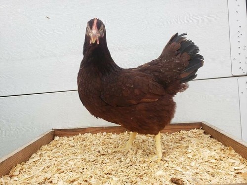 12 Rhode Island Red Hatching Eggs | eBay