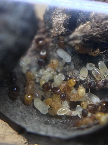 Temnothorax Curvispinosis (Acorn Ant) 2-3Q Colony: *Reptile Feeder* | eBay