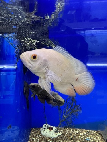 1 Live Unsexed Oscar Cichlid Size Med 2.5 -4” Inch Fish A+ Quality | eBay