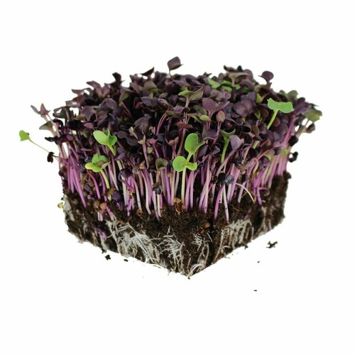 Organic Rambo Purple Radish MICROGREEN Seeds | Non-GMO | Heirloom ...