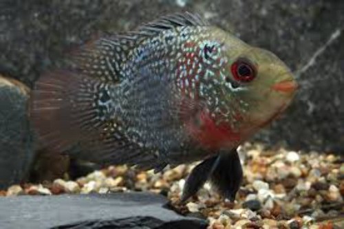 Hybrid Flowerhorn–Parrot 1.5–2” – Live Freshwater Cichlid – Vibrant ...