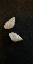 Sunita Shells | eBay Stores