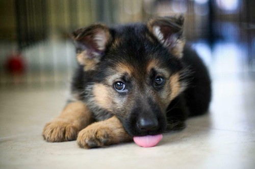 GERMAN SHEPHERD DOG POSTER PICTURE PHOTO PRINT BANNER alastian police ...