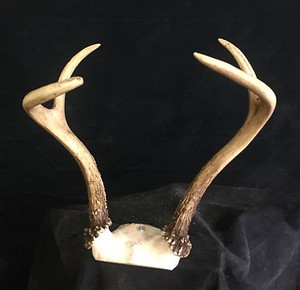 REPLICA DEER ANTLERS | eBay Stores