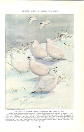Artistic Print of Snowy Birds - Vintage Wildlife Wall Decor 1936 | eBay
