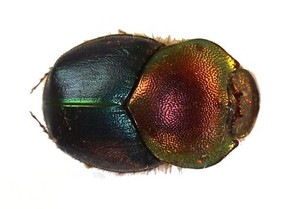 Insectpassion | eBay Stores