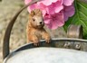 Pot Buddies Beatrix Potter Bunny Figure Plant Pot Hanger - Handmade ...