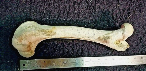 Large Wild Animal Bones - Deer and Elk - Skulls - Rib Cages - Backbone ...
