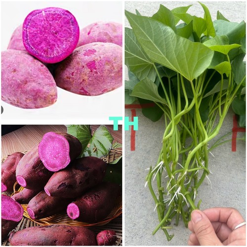 10 Purple Molokai Sweet Potato Slips/ Cuttings / Molokai Sweet Potato ...