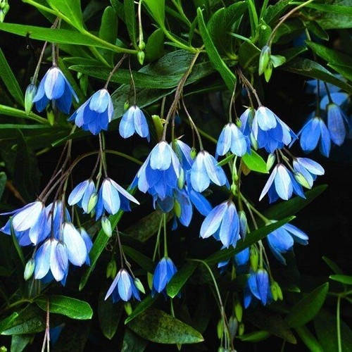 SOLLYA HETROPHYLA BLUE CLIMBING BELL evergreen PLANT..9cms pot | eBay UK
