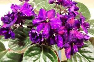 Bloomlovers Violets | eBay Stores