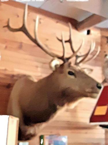 large animal head mounts-elk head and shoulder mount | eBay