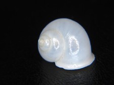 seashellauction | eBay Stores