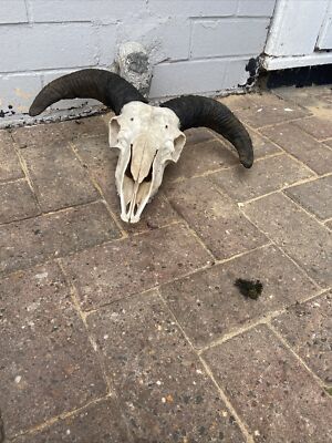 Sheep Skull for sale | eBay