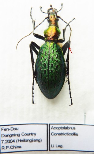 Carabus acoptolabrus constricticollis (female A2) from CHINA | eBay