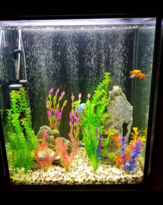 Custom Aquarium for sale | eBay