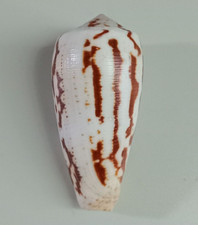 wenrab_shell | eBay Stores