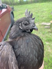 Poultry Ayam Cemani Hatching Eggs for sale | eBay