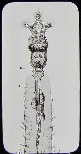 Glass Magic Lantern Slide WHEEL ANIMALCULE C1900 DRAWING POND LIFE | eBay