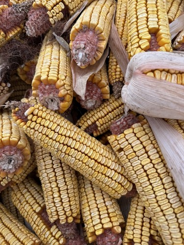 10LB (approx 24 ears) OF EAR CORN BIRDS-SQUIRRELS-OTHER WILDLIFE. FREE ...